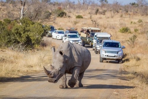 The Top 8 Wildlife Safari Parks in Africa - SIGNATURE BRIDE